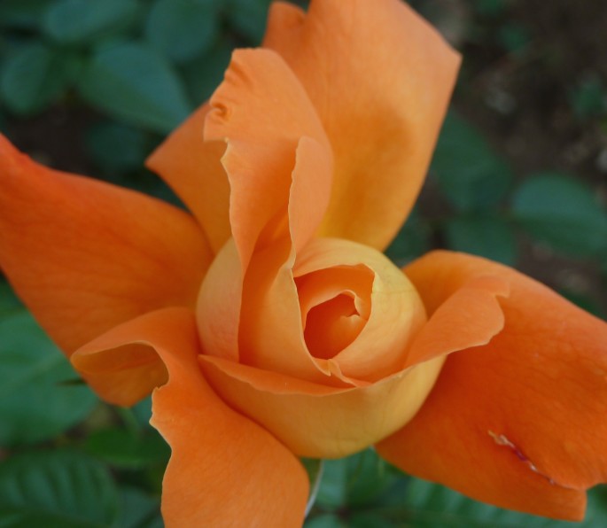 Sarajevo Roses | Colleen Friesen